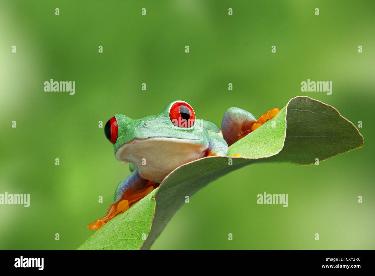 Grenouille assise sur des brindilles Banque de photographies et d ...