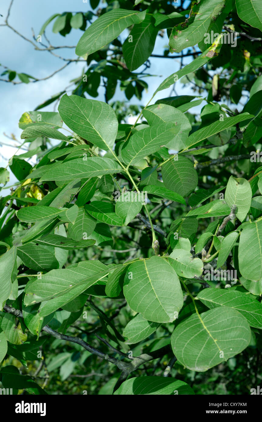 Noyer commun Juglans regia Juglandacées Photo Stock - Alamy