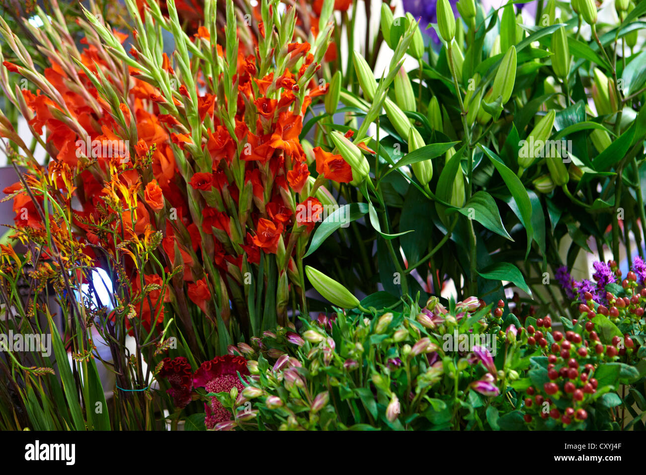Fleur coupée Banque de photographies et d’images à haute résolution - Alamy