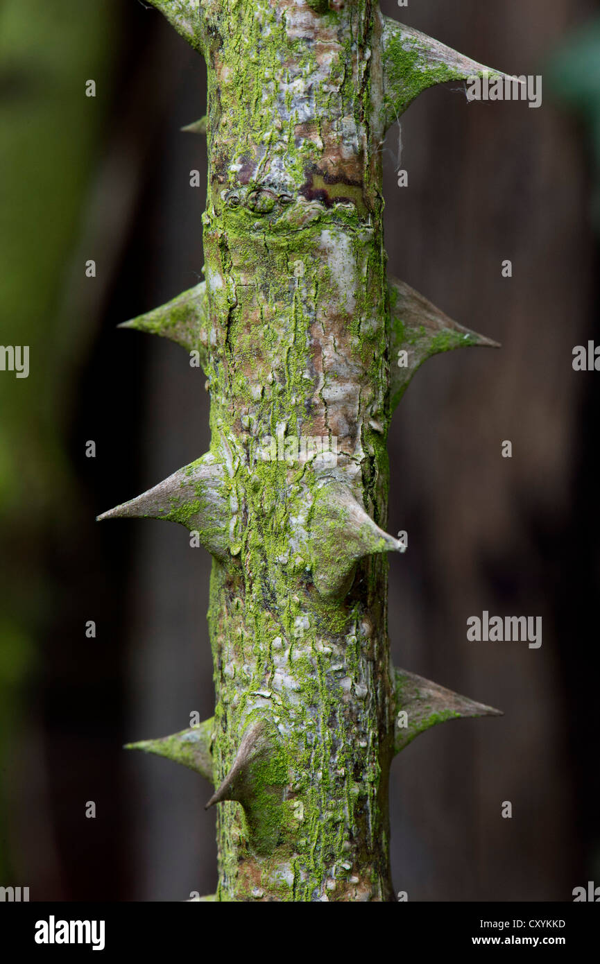 Épines de roses Banque de photographies et d’images à haute résolution ...