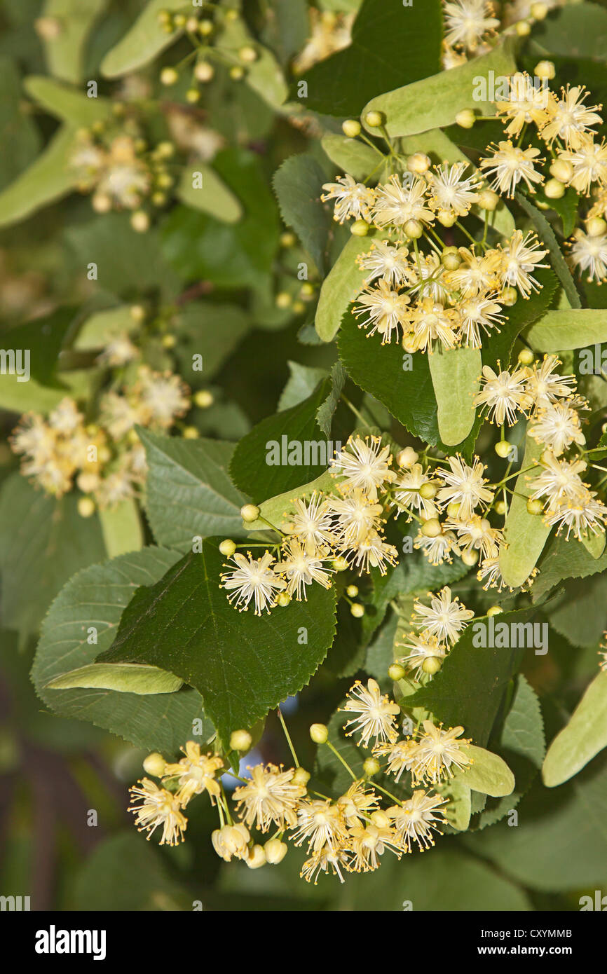 Tilleul à petites feuilles (Tilia cordata), fleurs Photo Stock - Alamy