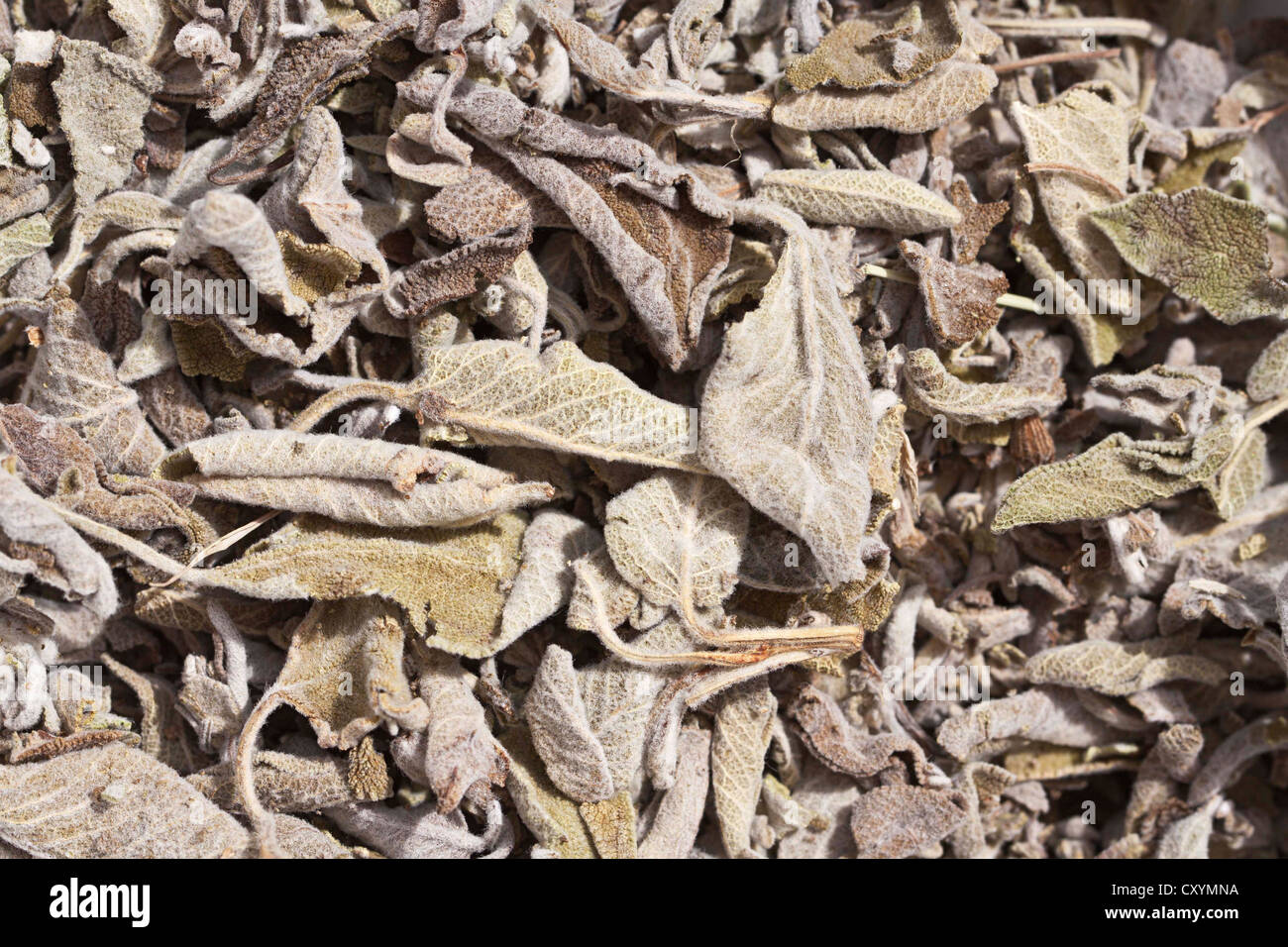 Feuilles de tisane Banque de photographies et d’images à haute ...