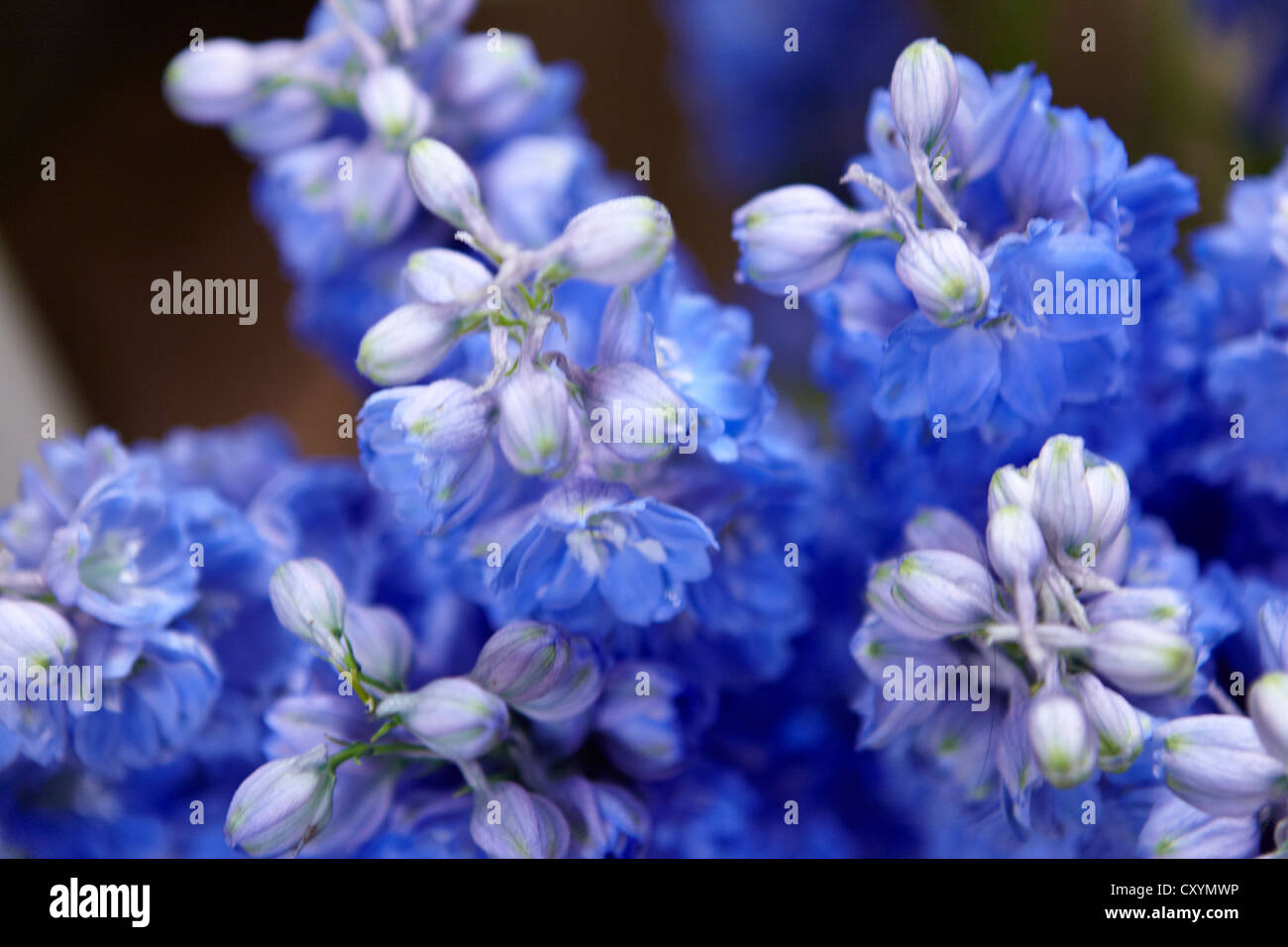 Fleur coupée Banque de photographies et d’images à haute résolution - Alamy