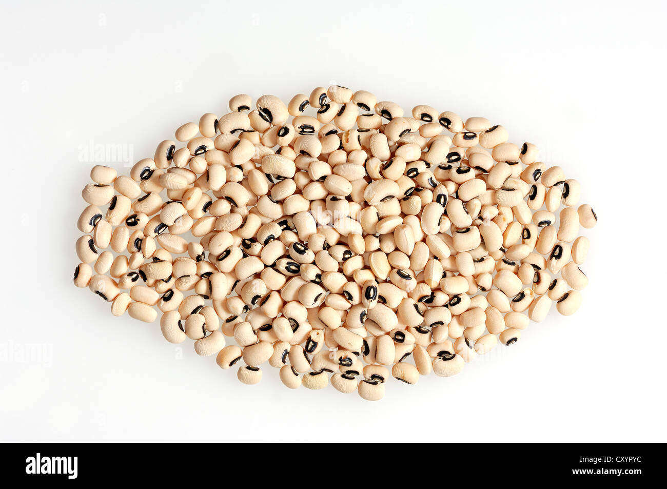 Vigna unguiculata unguiculata Banque de photographies et d’images à ...