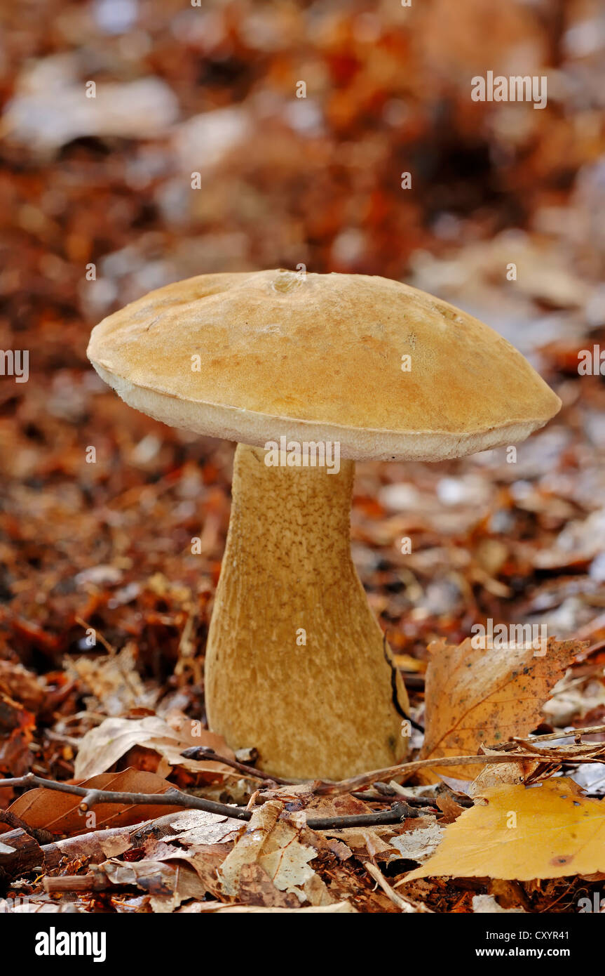 Bolet amer Banque de photographies et d’images à haute résolution - Alamy