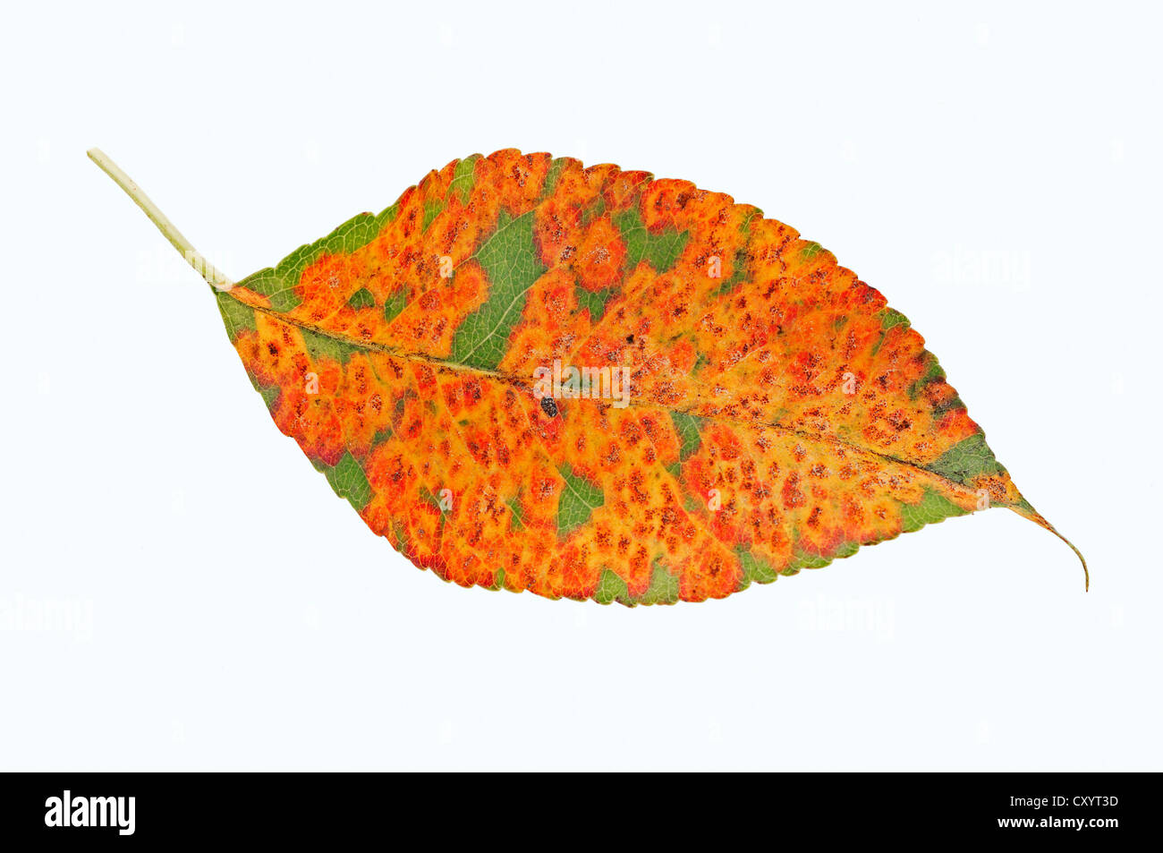 Maladie des plantes rouille Banque d'images détourées - Alamy