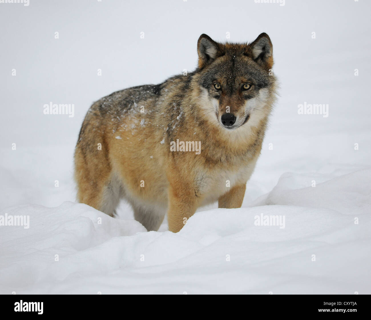 Wolf (Canis lupus) dans la neige, la faune de l'enceinte du Parc ...