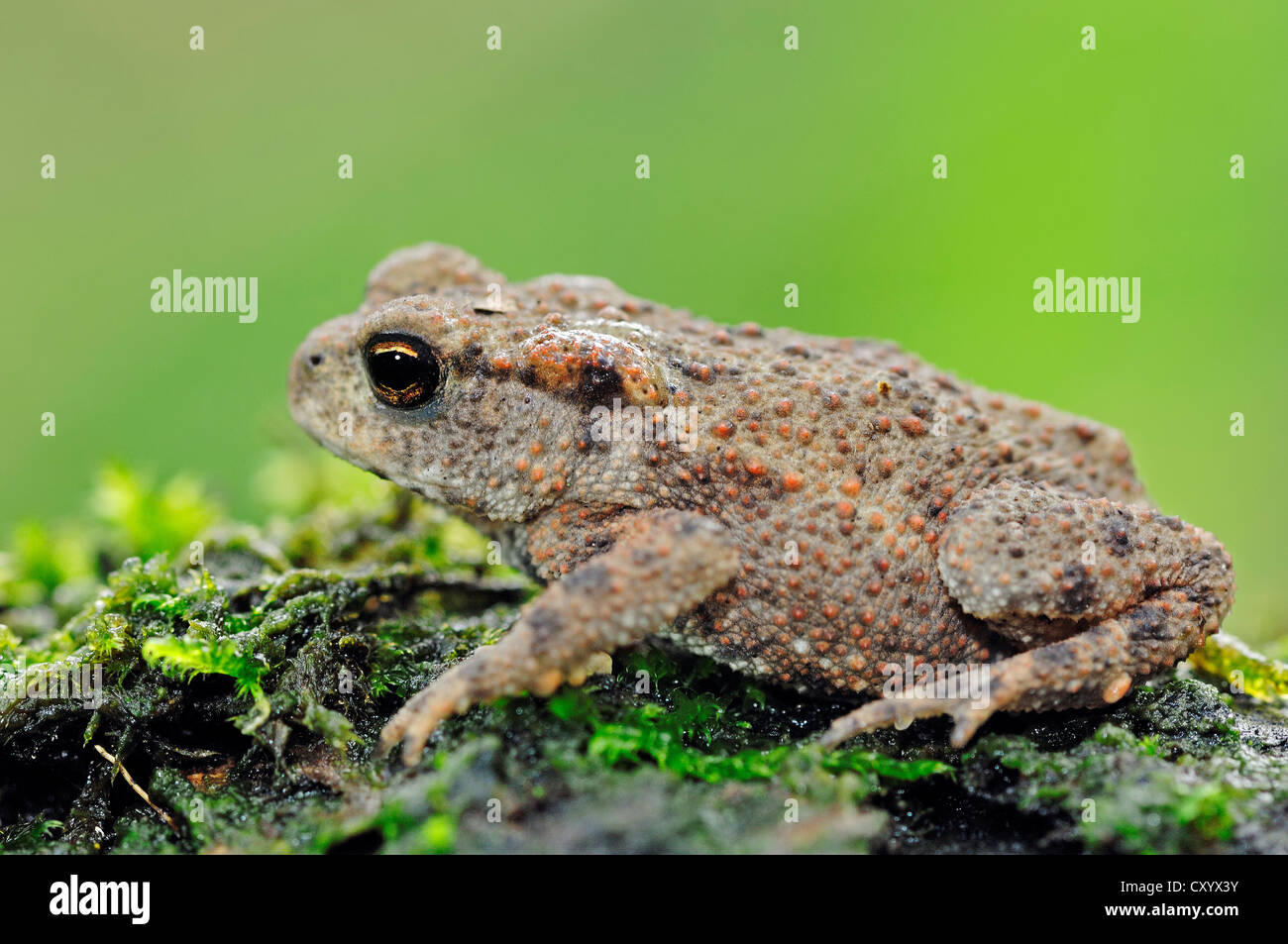 Jeune crapaud Banque de photographies et d’images à haute résolution ...