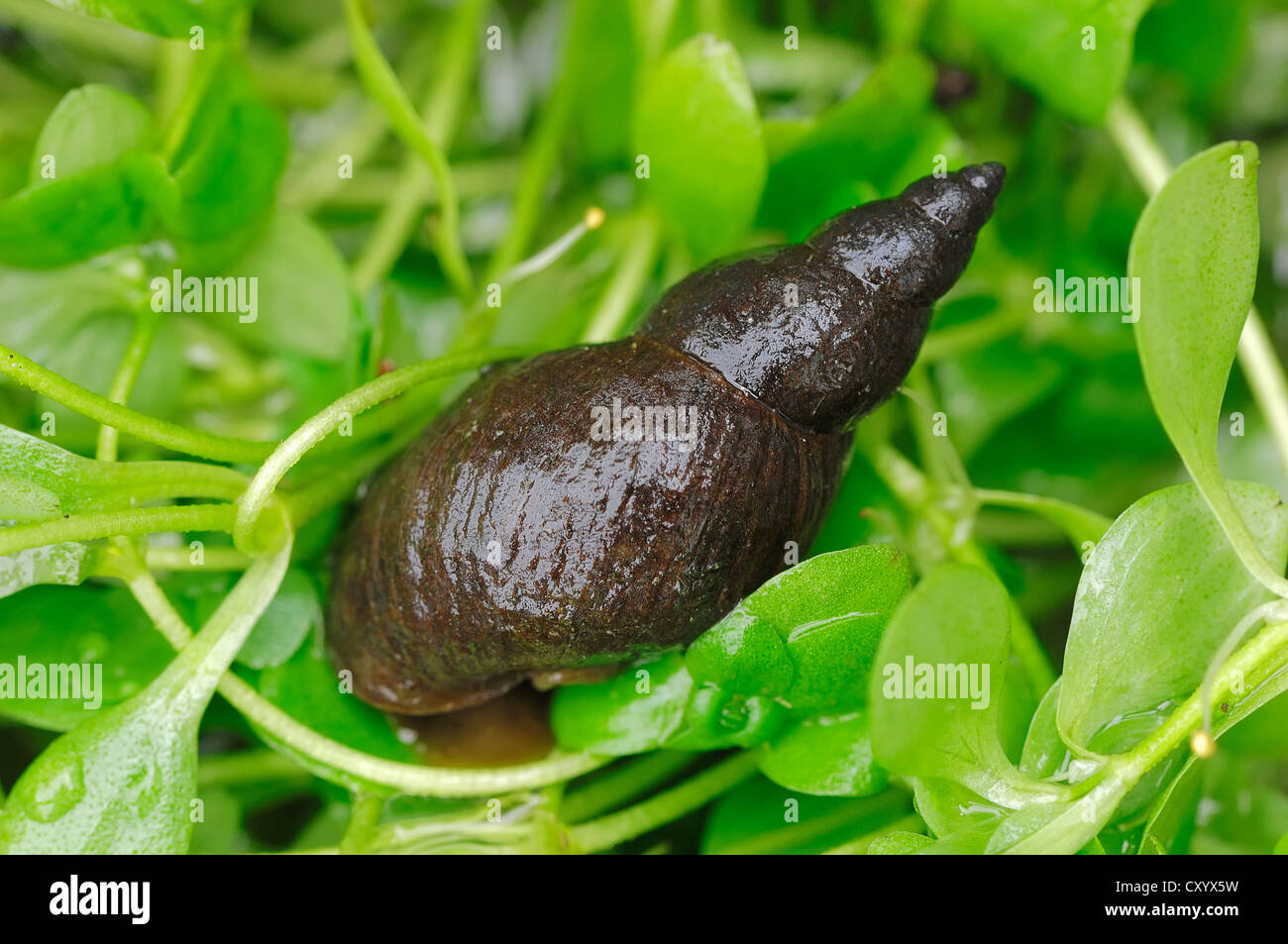 Escargot nain Banque de photographies et d’images à haute résolution - Alamy