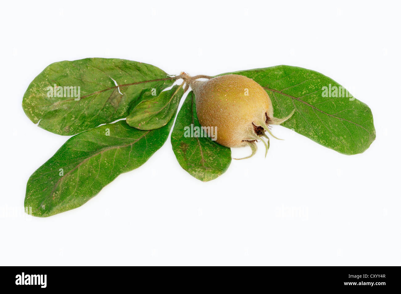 Common medlar fruits mespilus germanica Banque de photographies et d ...
