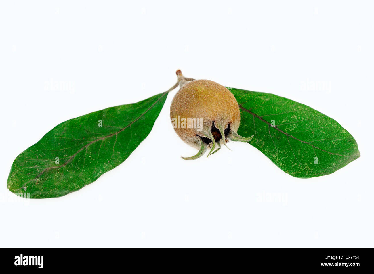 Common medlar fruits mespilus germanica Banque de photographies et d ...