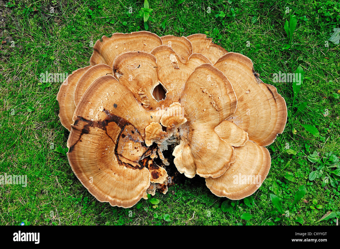 Le polypore géant Banque de photographies et d’images à haute ...