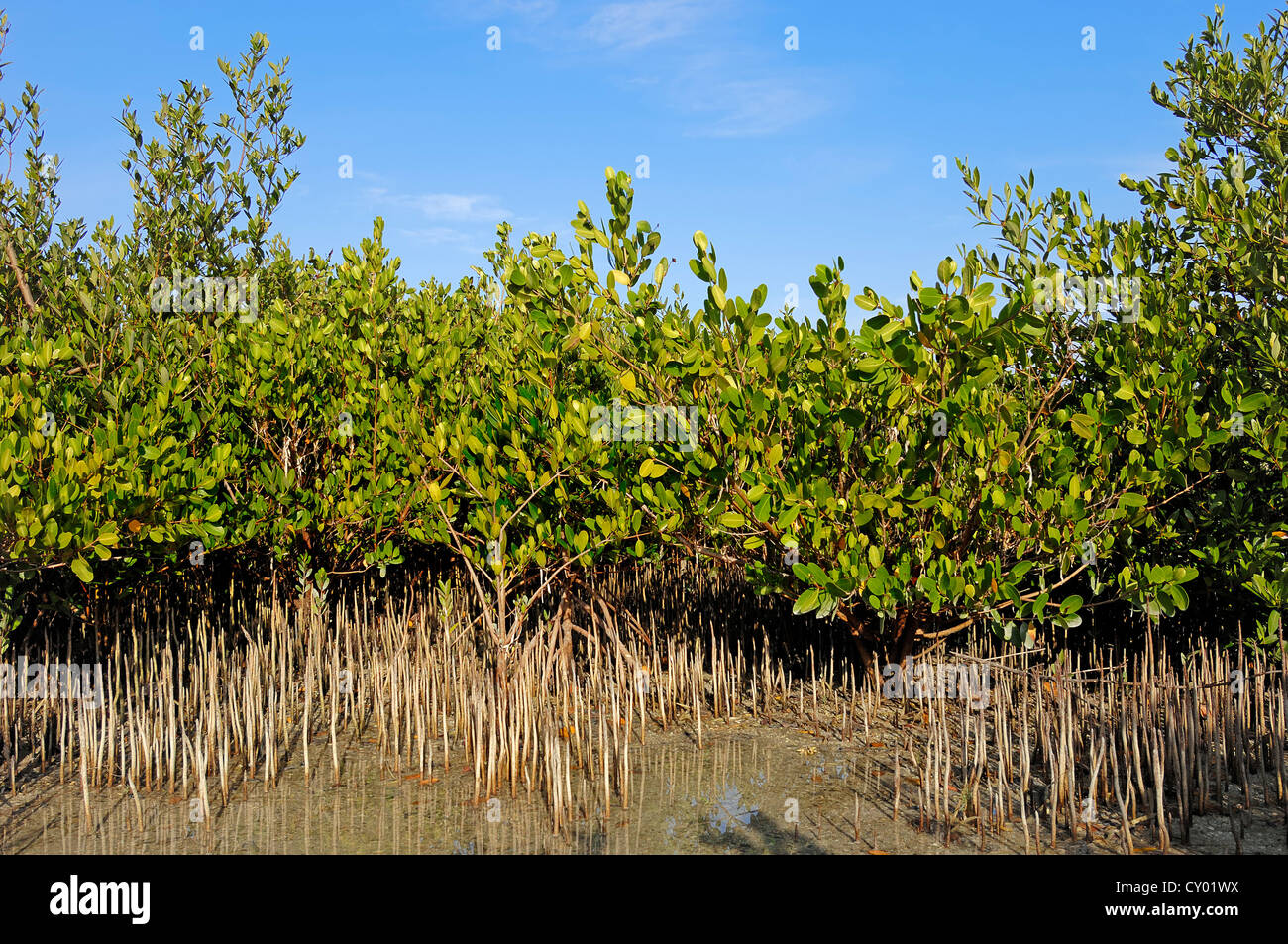 Des mangroves (Avicennia germinans), Sanibel Island, Floride, USA Photo ...