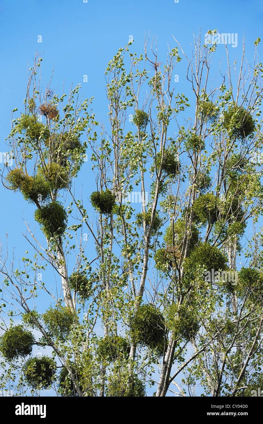 Arbre avec gui Banque de photographies et d’images à haute résolution ...
