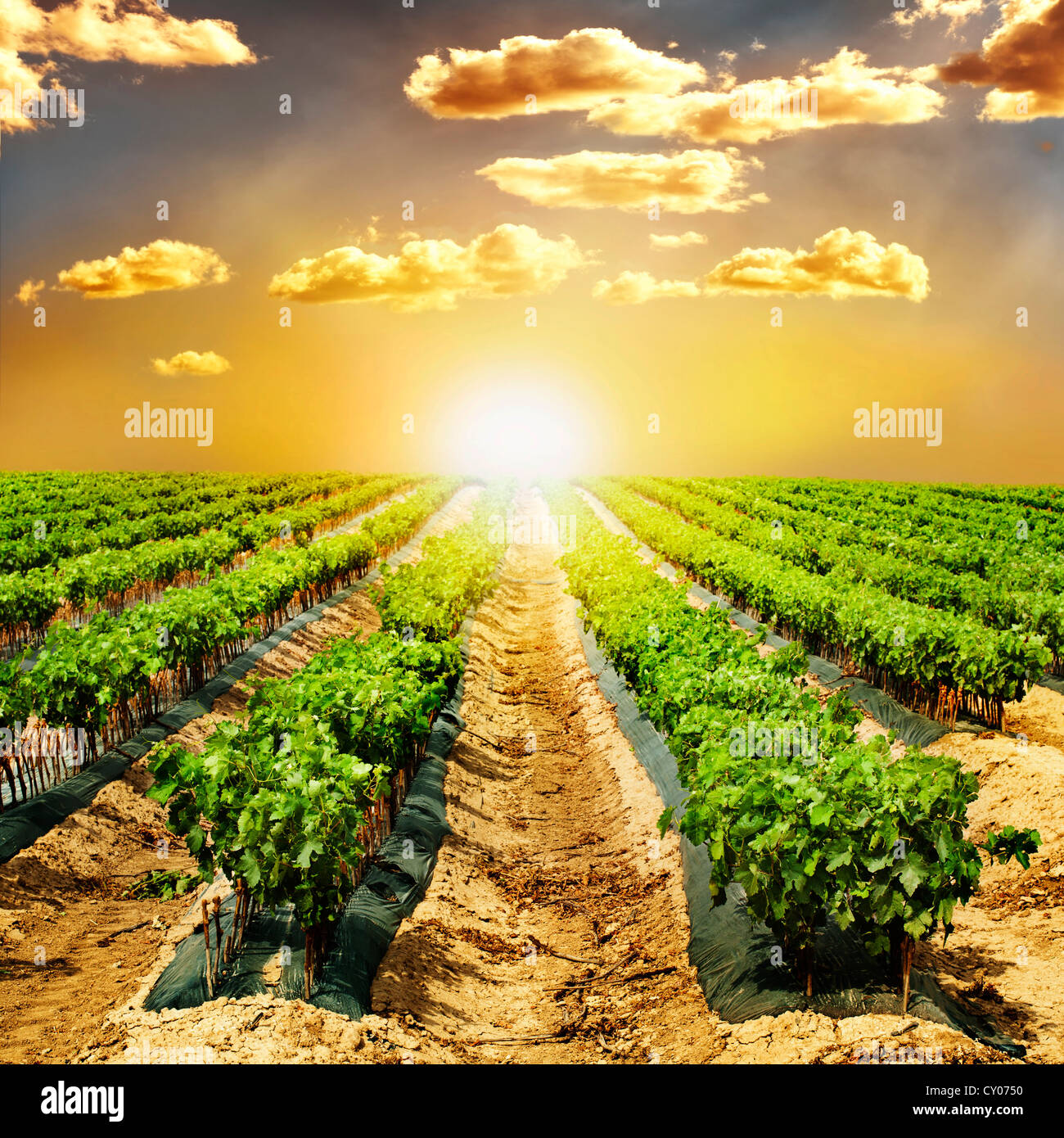 Greffage de la vigne Banque de photographies et d’images à haute ...