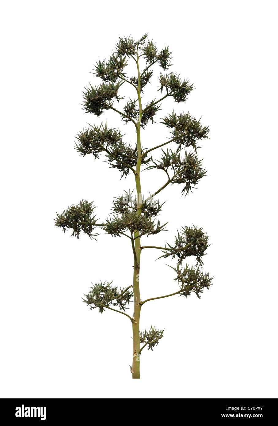 Arbre tropical Banque de photographies et d’images à haute résolution ...