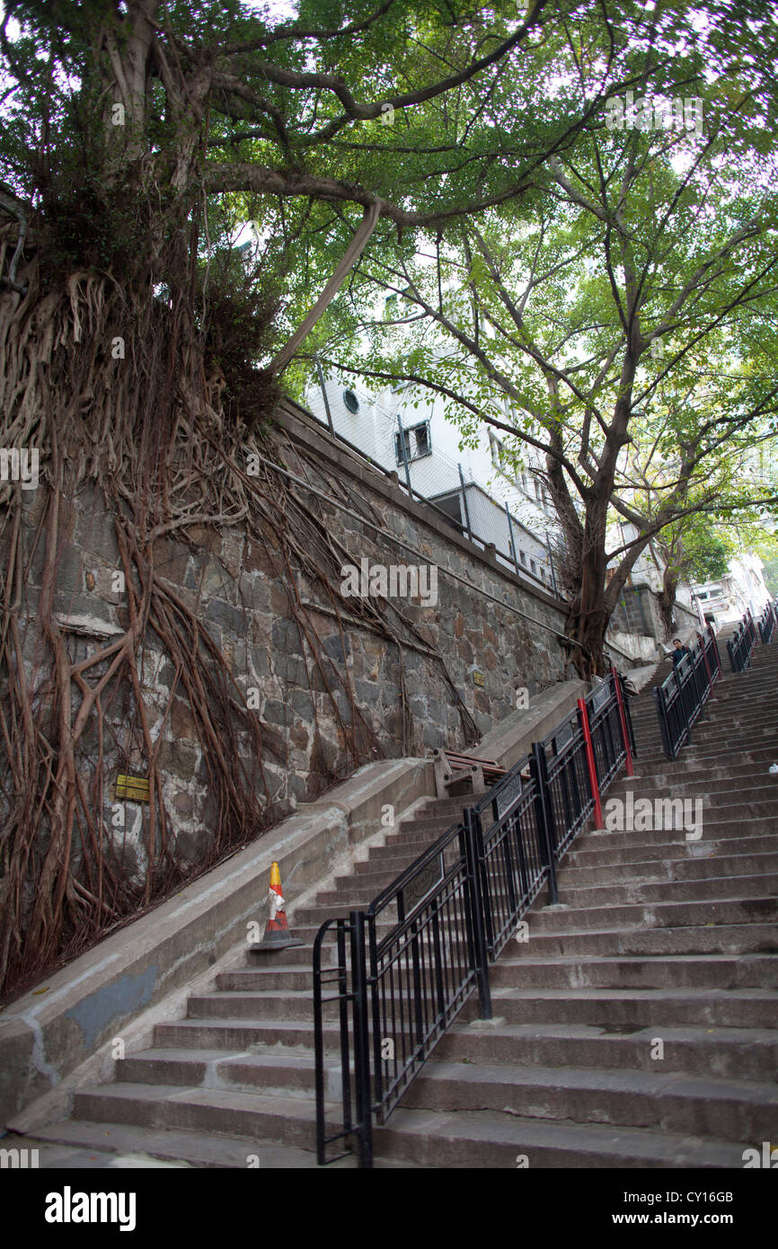 Arbres chinois Banque de photographies et d’images à haute résolution ...