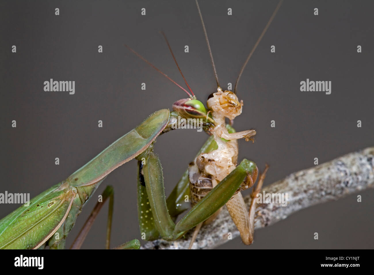 Praying mantis eating Banque de photographies et d’images à haute ...