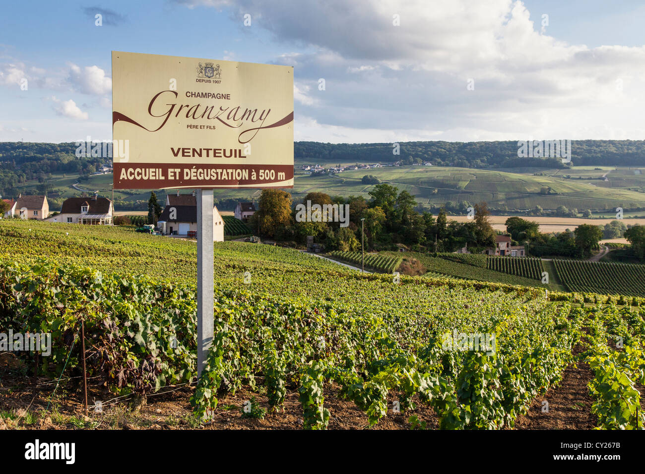 La vigne et du paysage dans la région de Champagne près de Reims ...