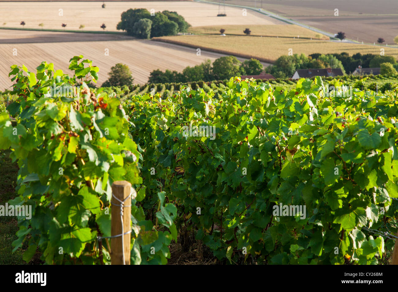 La vigne et du paysage dans la région de Champagne près de Reims ...