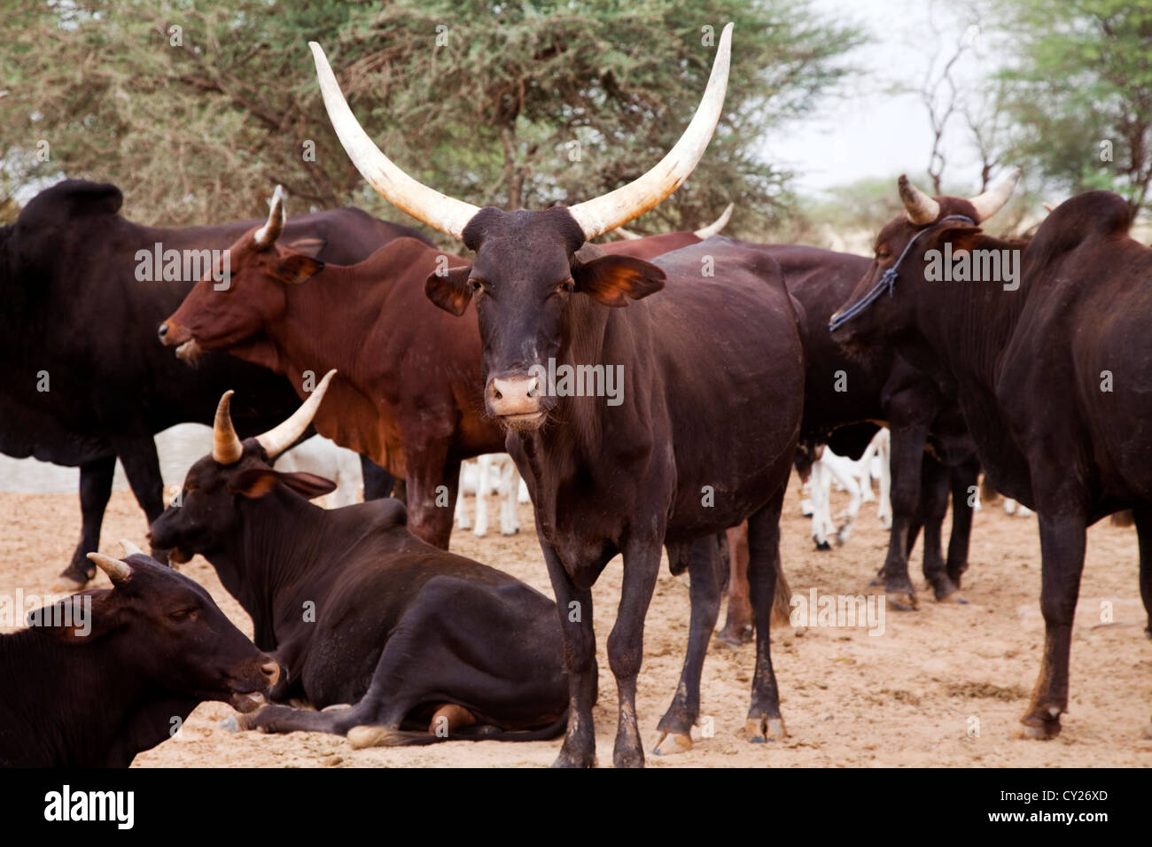 Bororo tribe Banque de photographies et d’images à haute résolution - Alamy