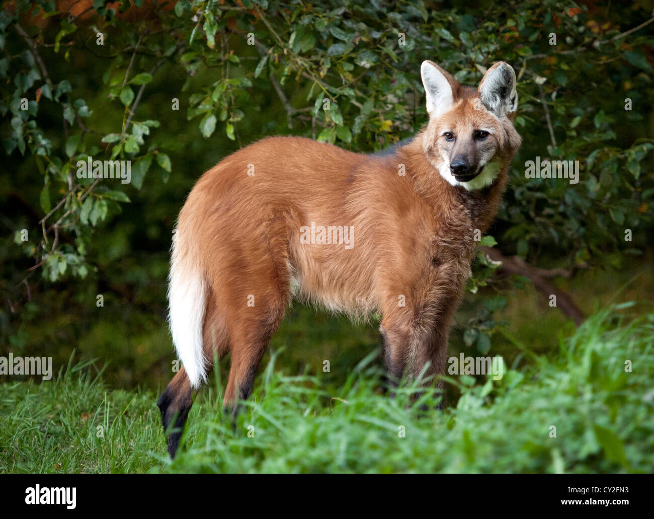 Loup queue Banque de photographies et d’images à haute résolution - Alamy