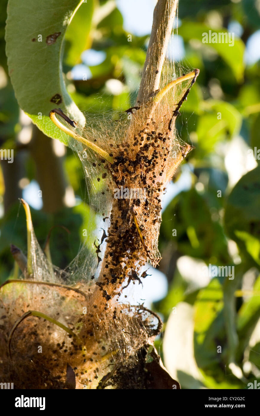 La mouche scie Banque de photographies et d’images à haute résolution ...