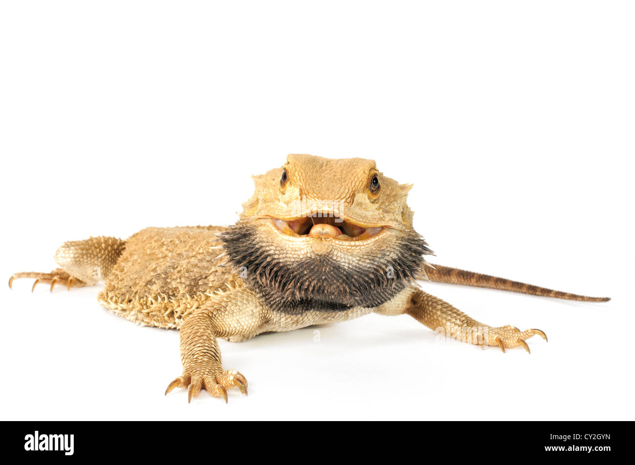 Dragon barbu agrandi avec espace copie Banque de photographies et d ...