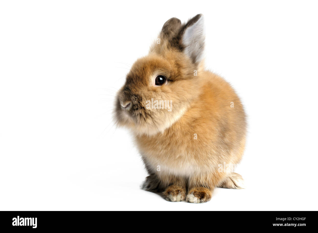 Lapin sur fond blanc Banque de photographies et d’images à haute ...