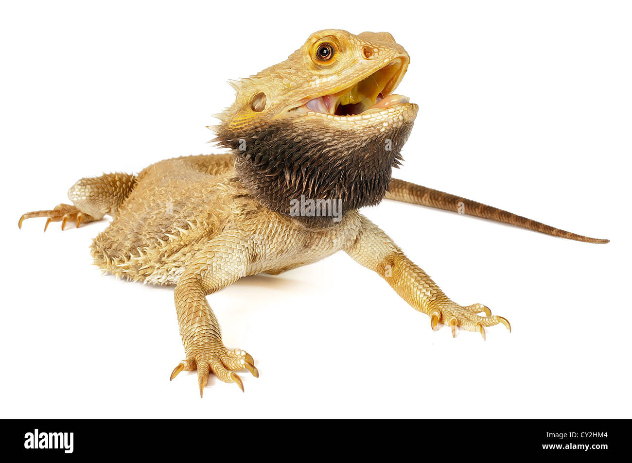 Dragon Barbu Agrandi Avec Espace Copie Banque d'image et photos - Alamy