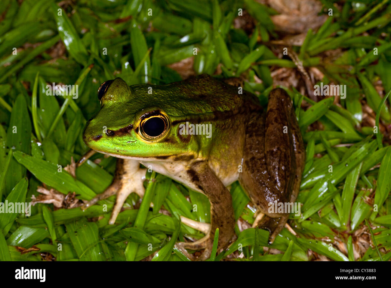 Une grenouille dans une forêt tropicale du Costa Rica Photo Stock - Alamy
