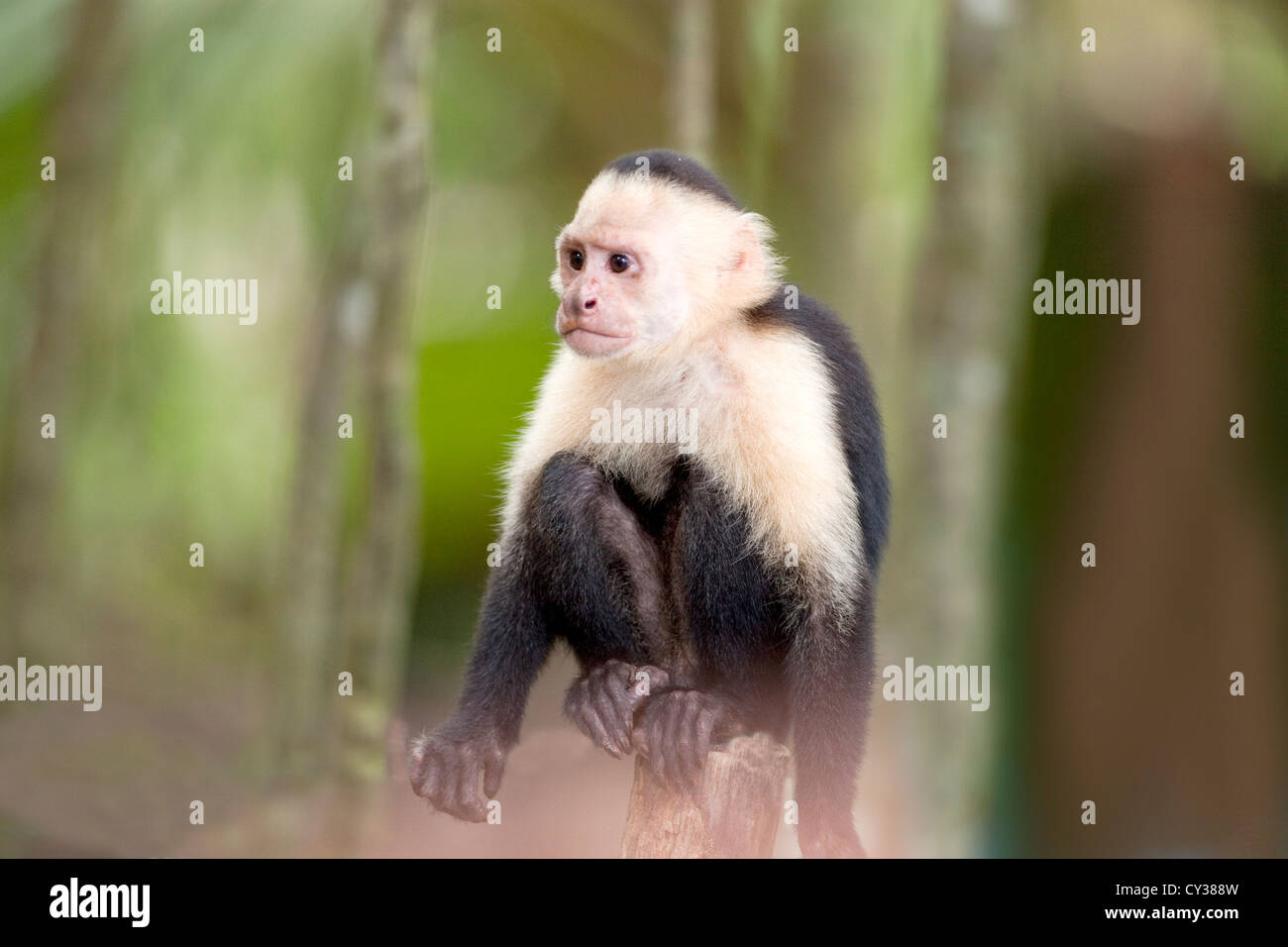 Singe Capucin - parc Manuel Antonio, Costa Rica Photo Stock - Alamy