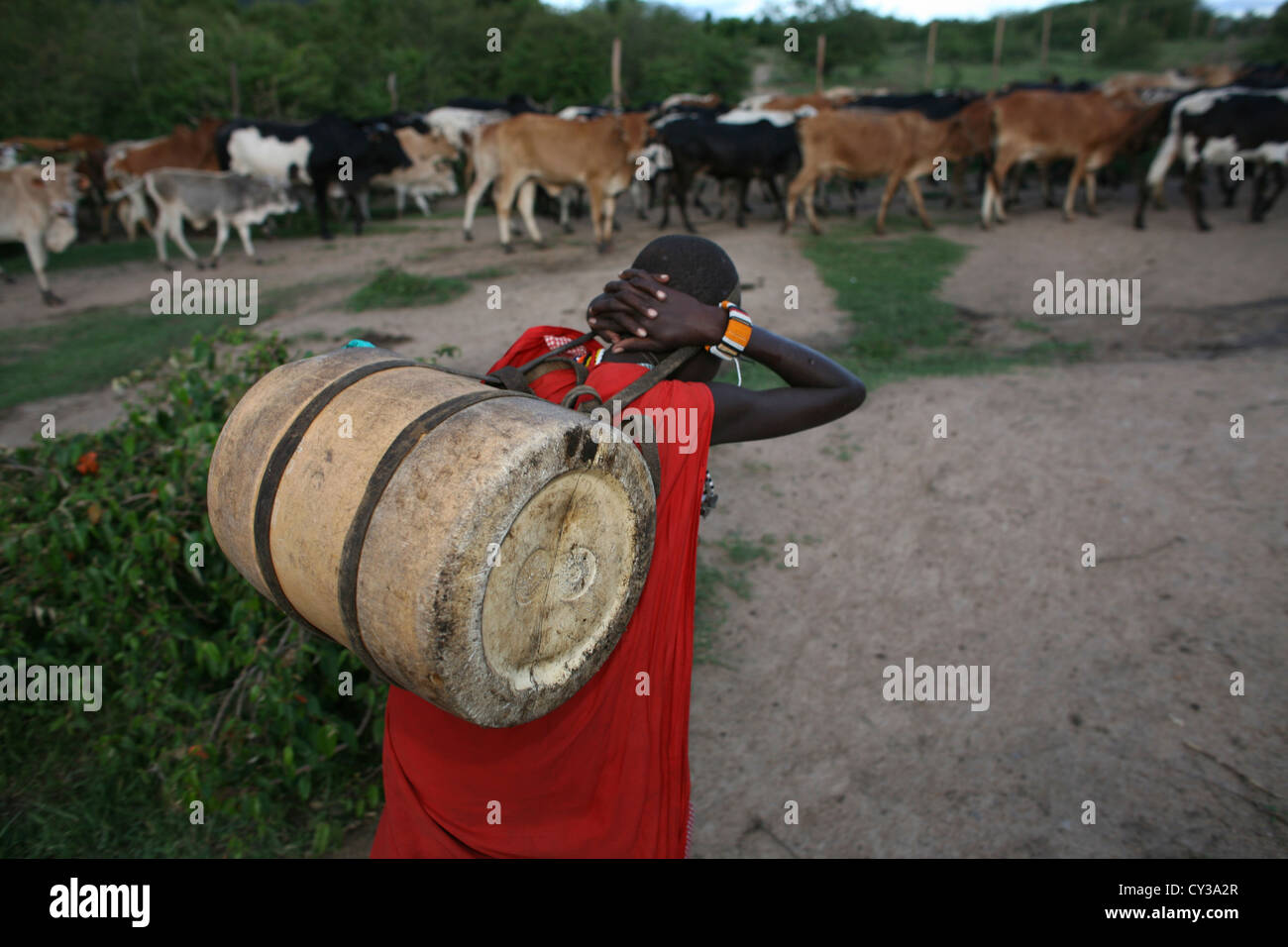 élevage de vaches filles Banque de photographies et d’images à haute ...