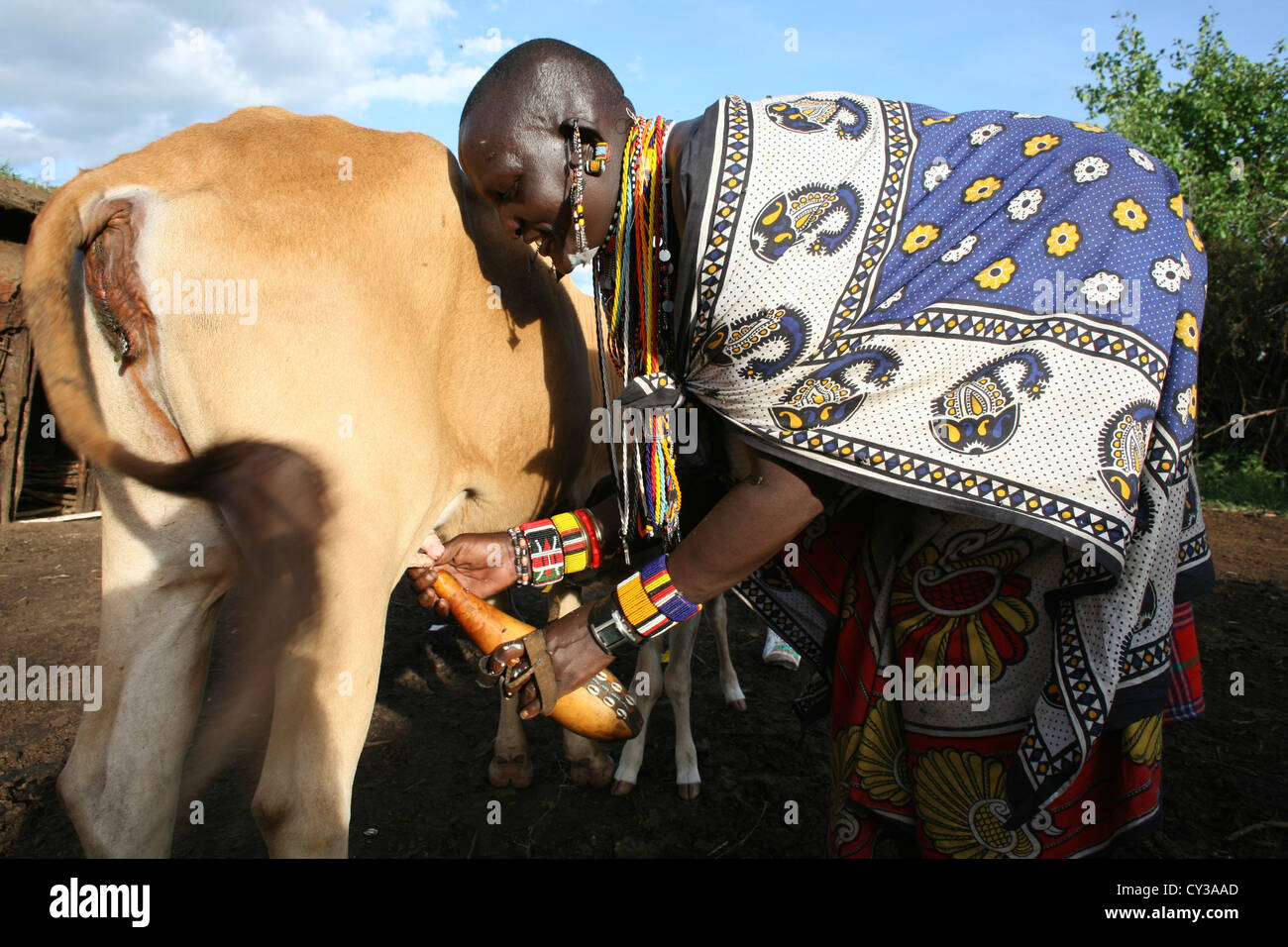Maasai femme traire la vache Banque de photographies et d’images à ...