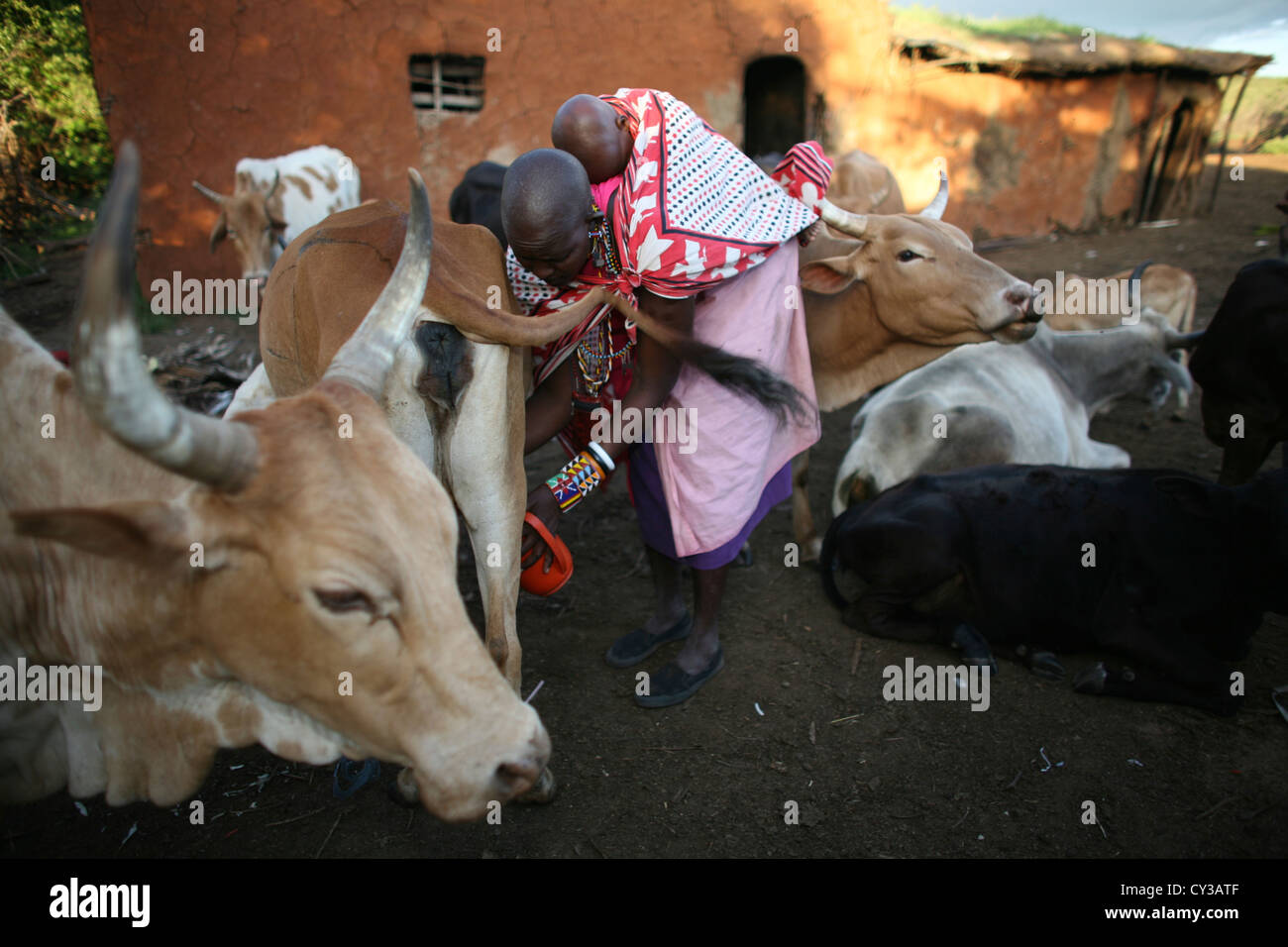Maasai femme traire la vache Banque de photographies et d’images à ...