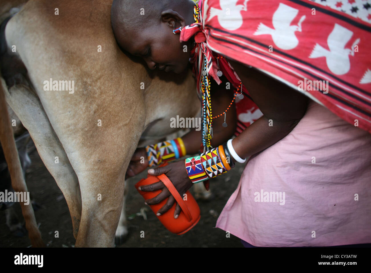 Maasai femme traire la vache Banque de photographies et d’images à ...