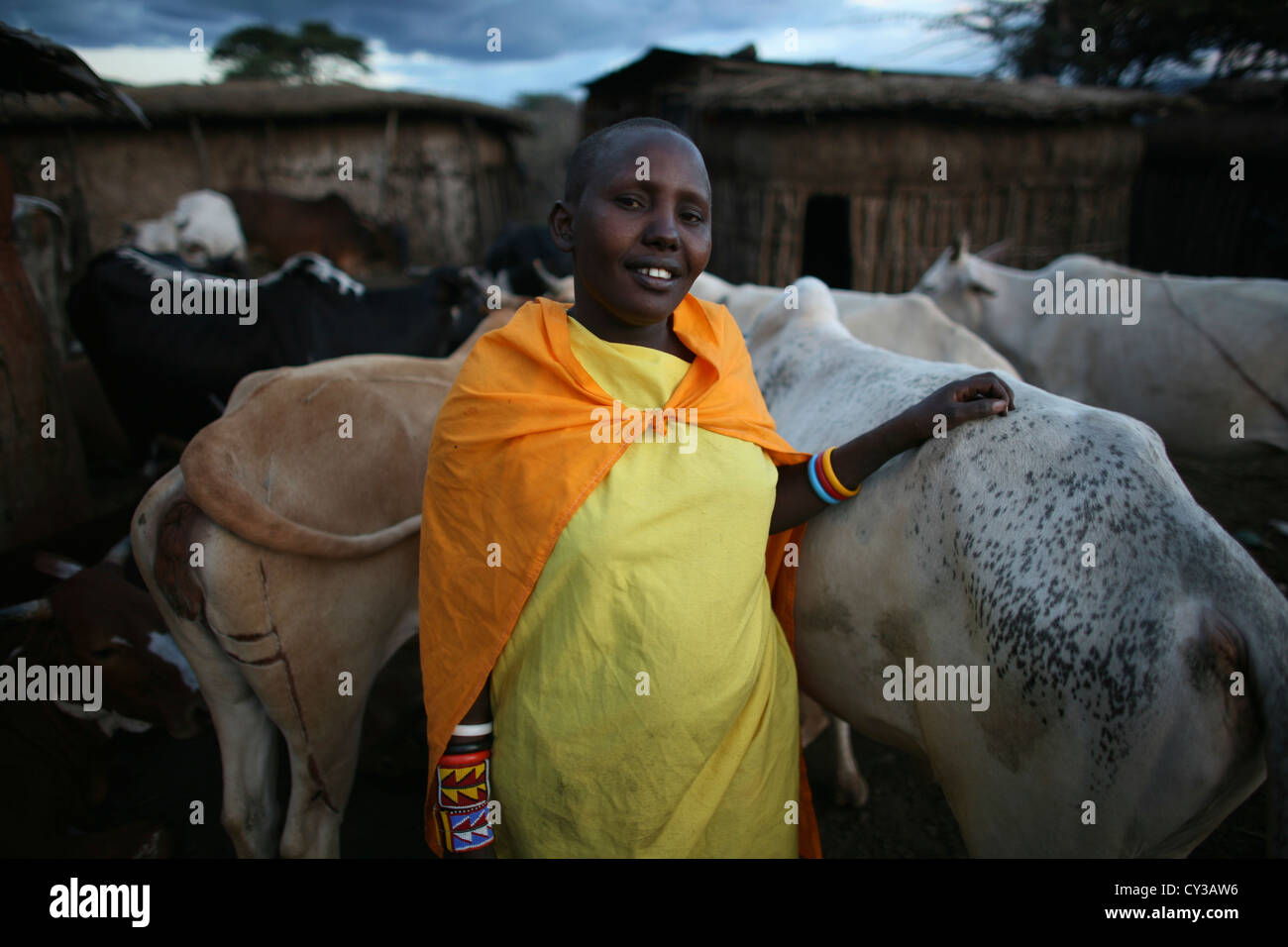 élevage de vaches filles Banque de photographies et d’images à haute ...