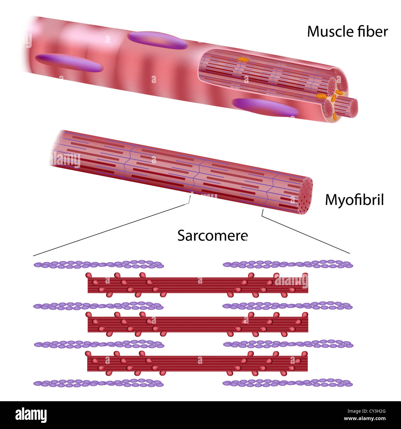 Skeletal muscle fiber Banque de photographies et d’images à haute ...
