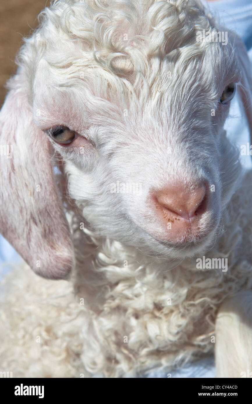 Angora goat Banque de photographies et d’images à haute résolution - Alamy