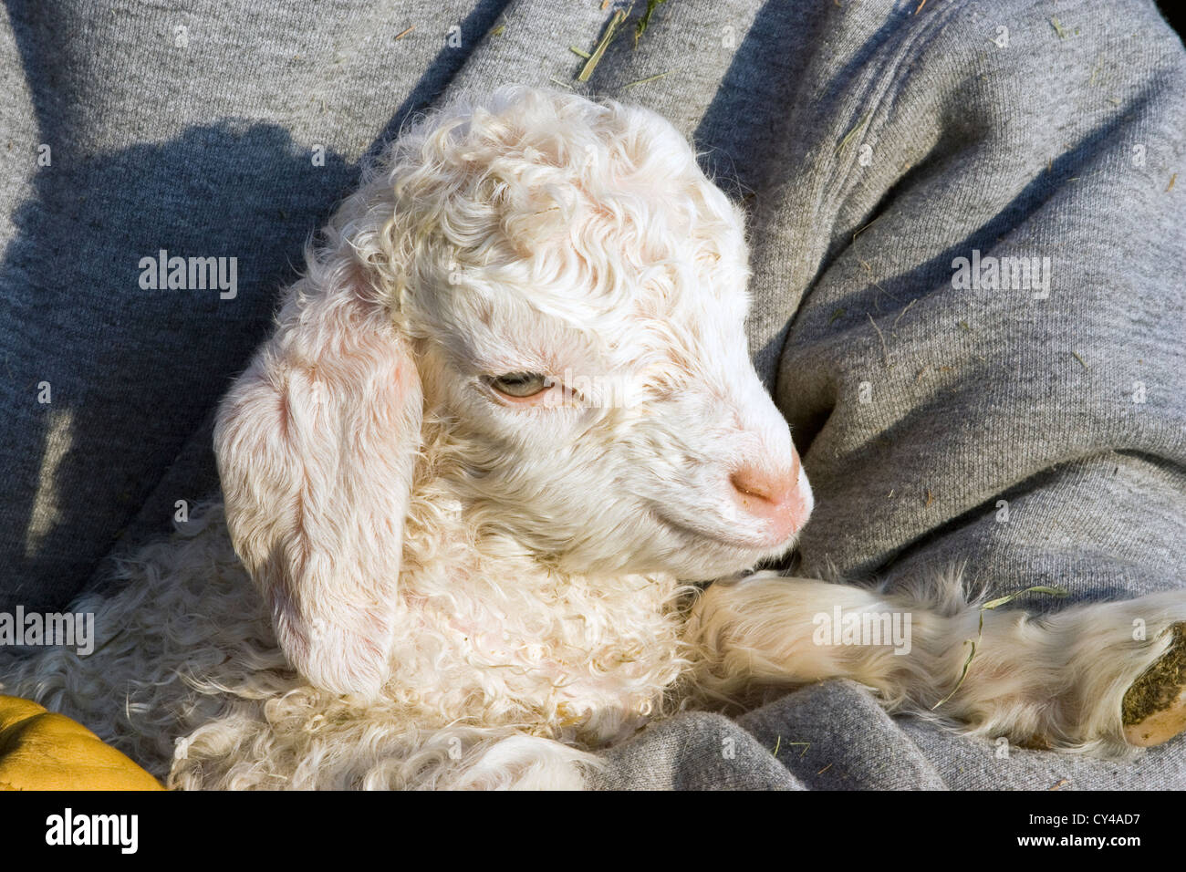 Angora goat fleece Banque de photographies et d’images à haute ...