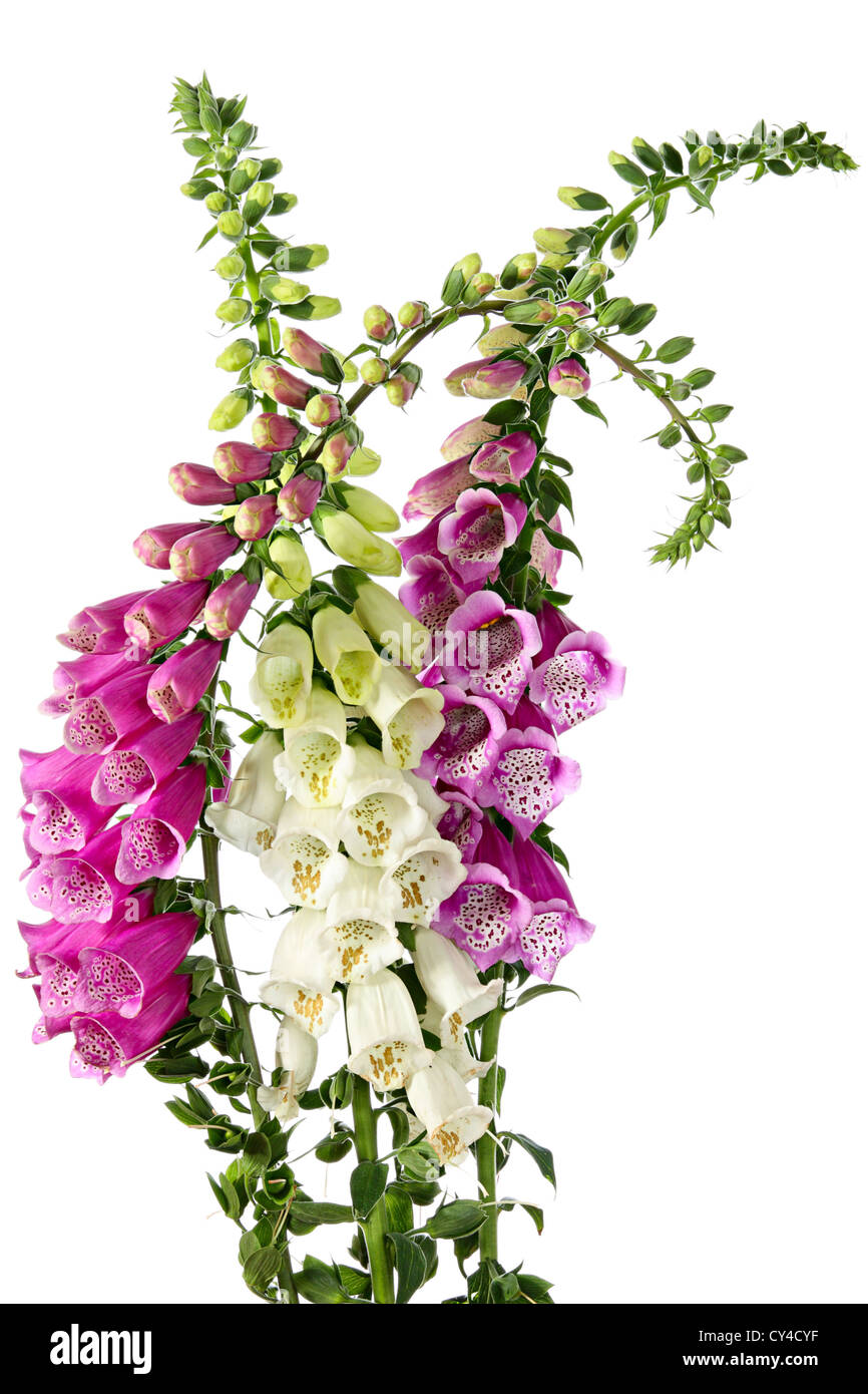 Drug digitalis Banque de photographies et d’images à haute résolution ...