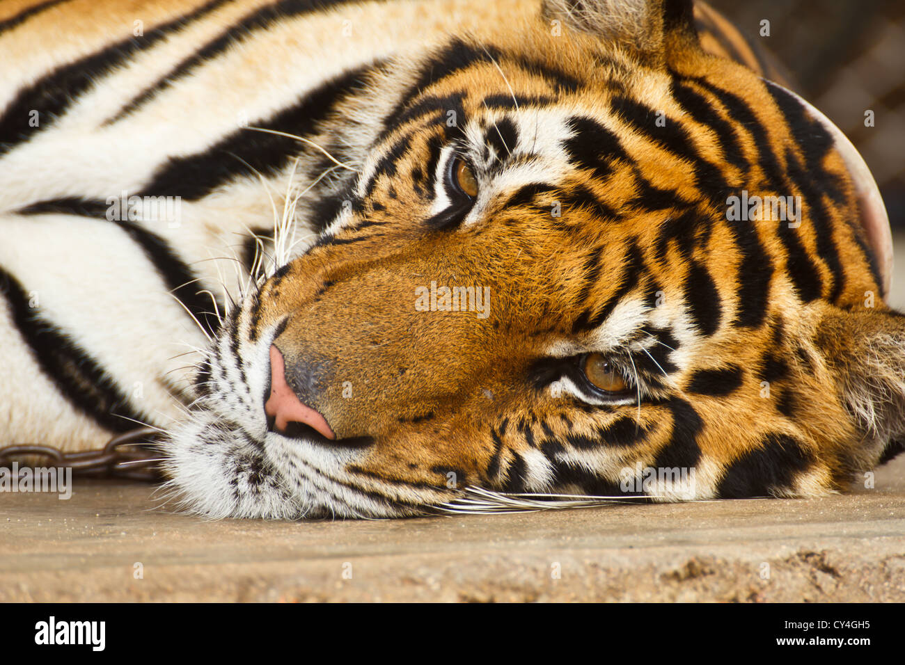 Tiger face side view Banque de photographies et d’images à haute ...
