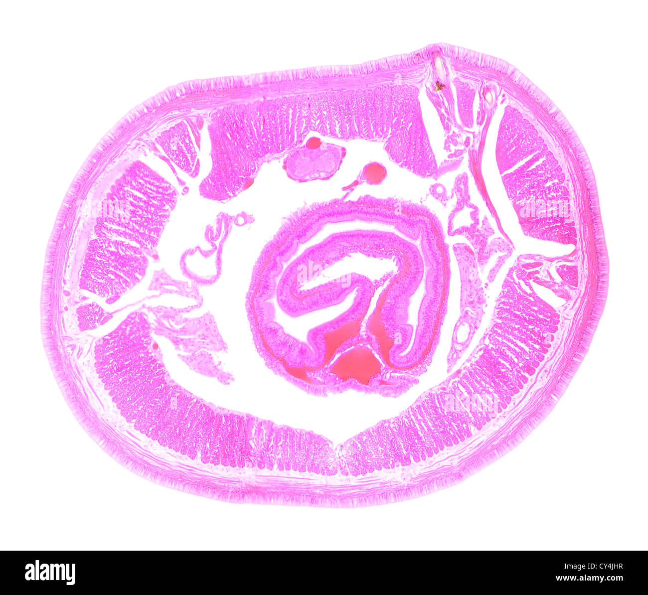 Anatomie du ver de terre Banque de photographies et d’images à haute ...