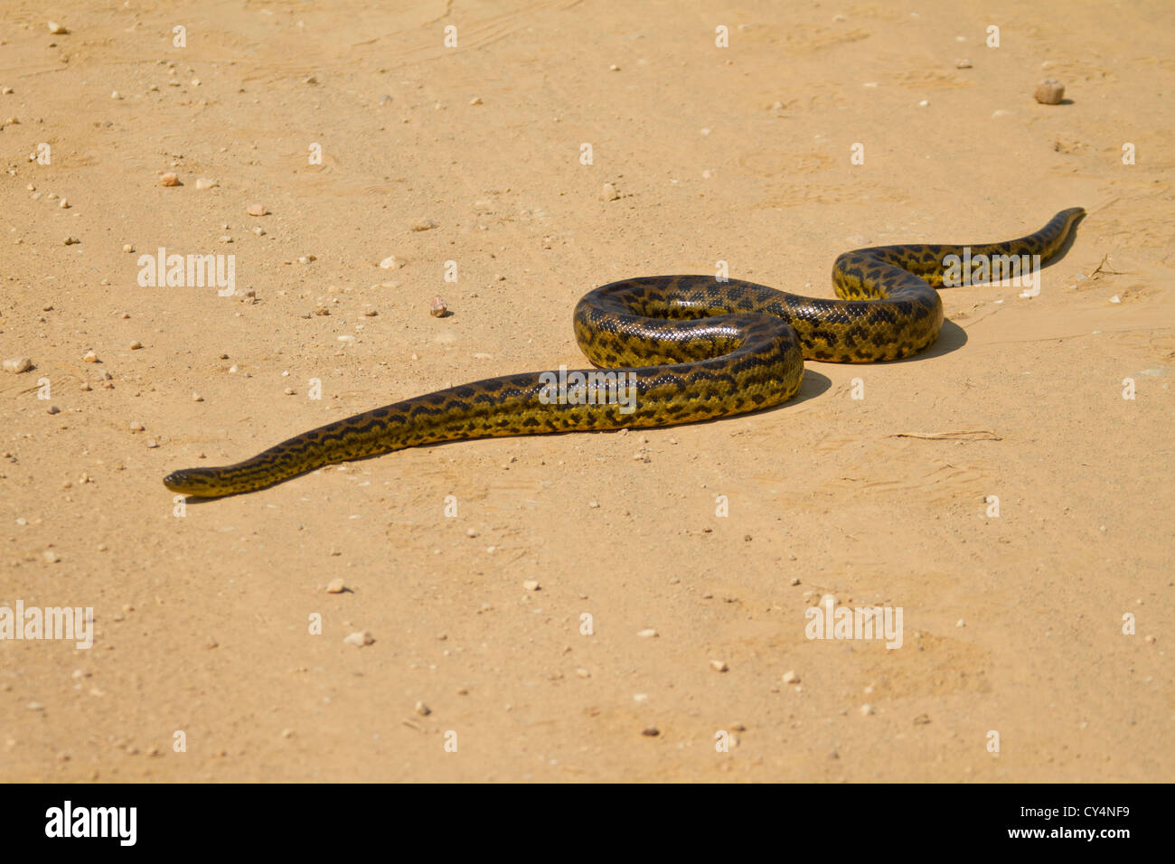 Yellow anaconda eunectes notaeus Banque de photographies et d’images à ...