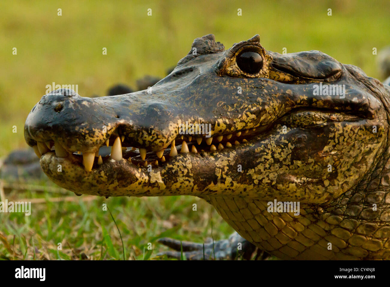 Caïman à lunettes (Caiman crocodilus), également connu sous le nom de ...