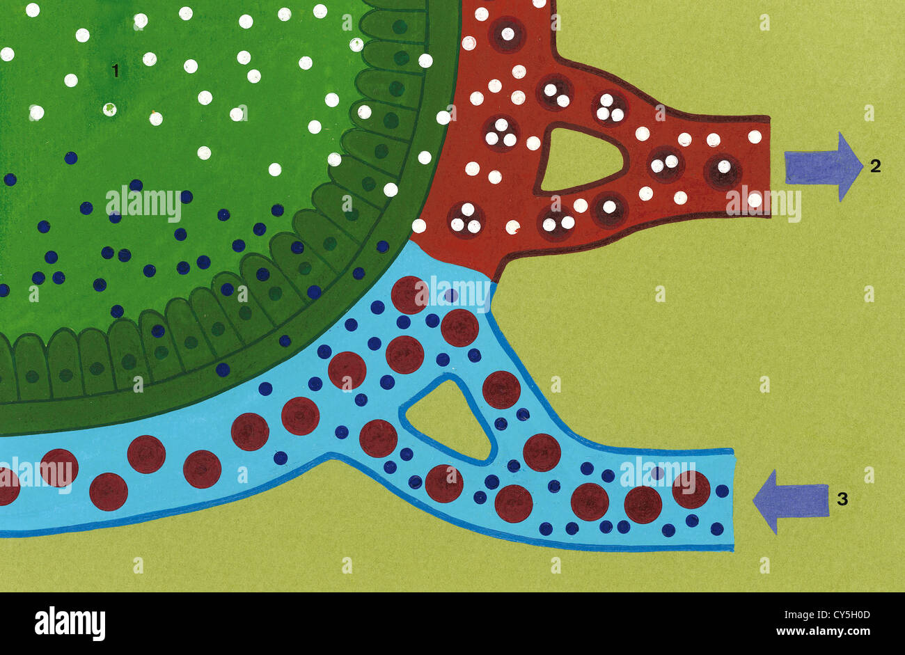 Le système respiratoire. Les échanges gazeux dans les poumons vésicule ...