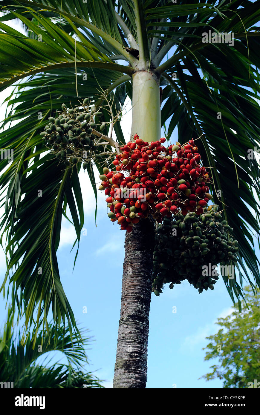Le fruit du palmier Royal (Roystonea regia Photo Stock - Alamy