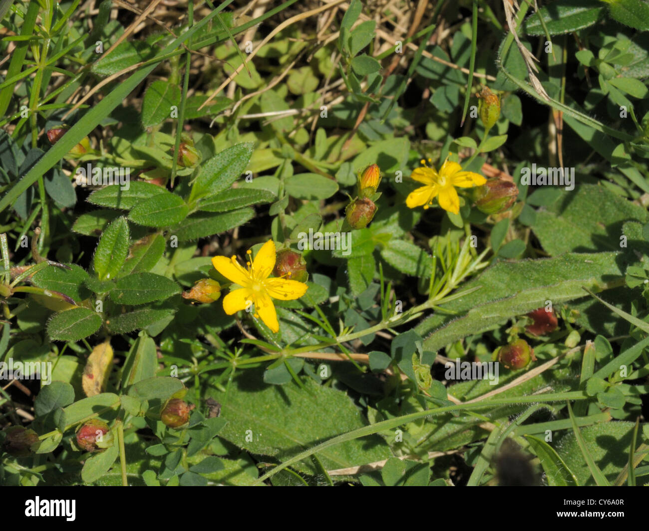 Hypericum humifusum x linariifolium Banque de photographies et d’images ...
