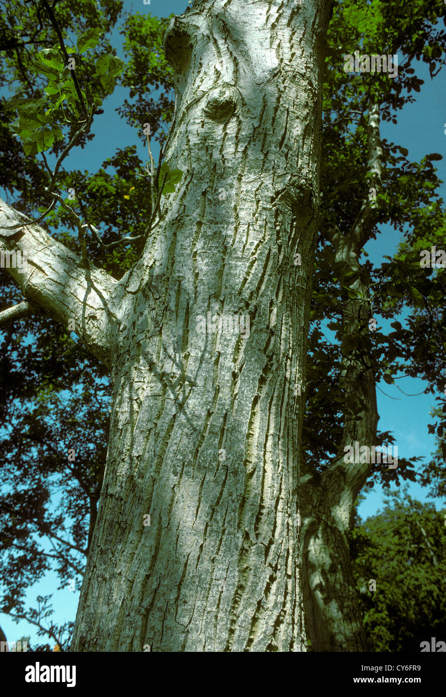 Noyer commun Juglans regia Juglandacées Photo Stock - Alamy