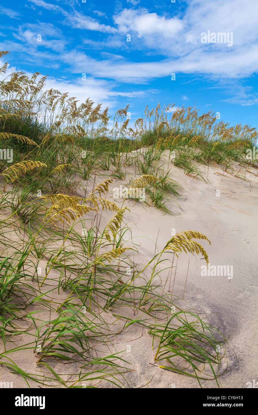 Pea Island National Wildlife Refuge, Caroline du Nord (Seaoats Uniola ...